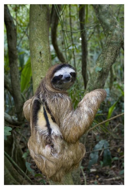 "Brown-throated 3-toed Sloth male, Aviarios Sloth Sanctuary" Paper Art ...