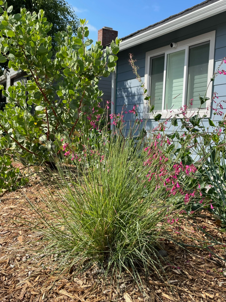 California Native Plants- Front and Back Yard Design - Arts & Crafts ...