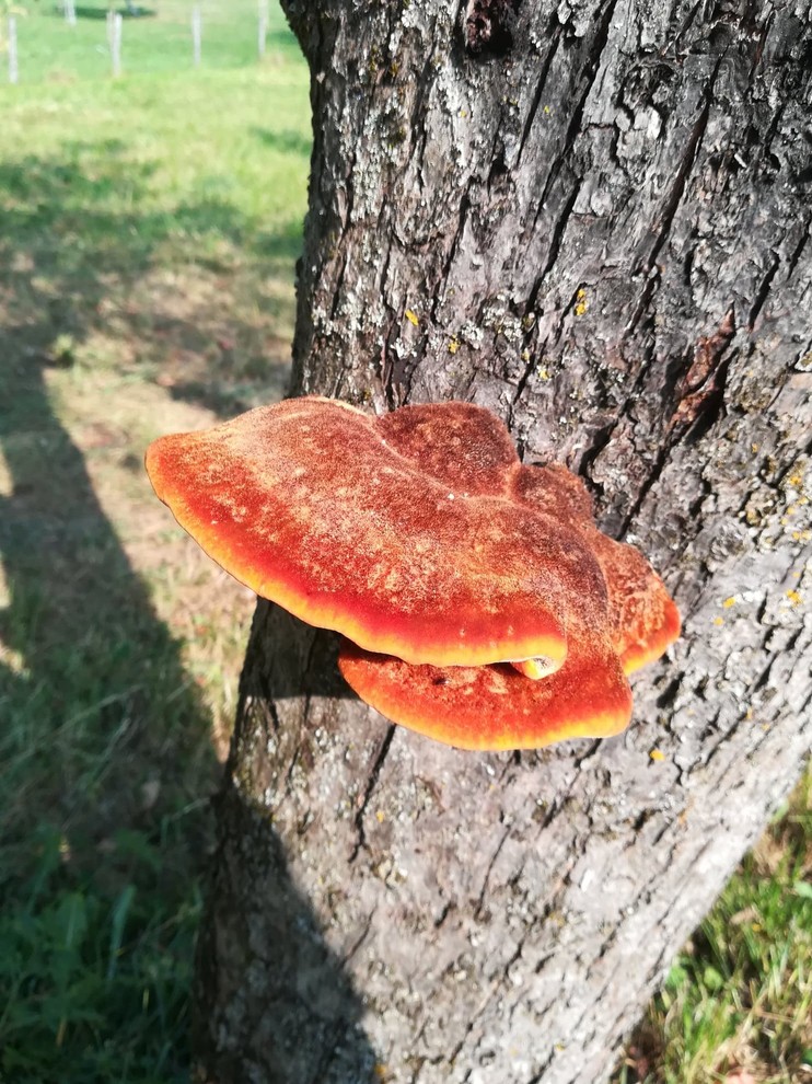 Weird fungi growing on my apple tree. help? | Houzz Forum