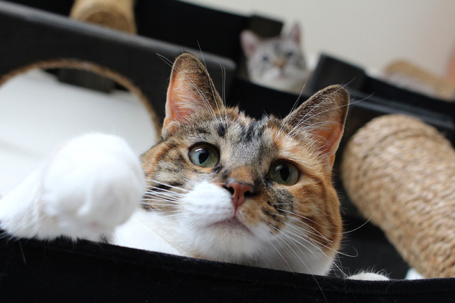 Feline Boundaries: A Vet States the Case for Keeping Cats Indoors ...