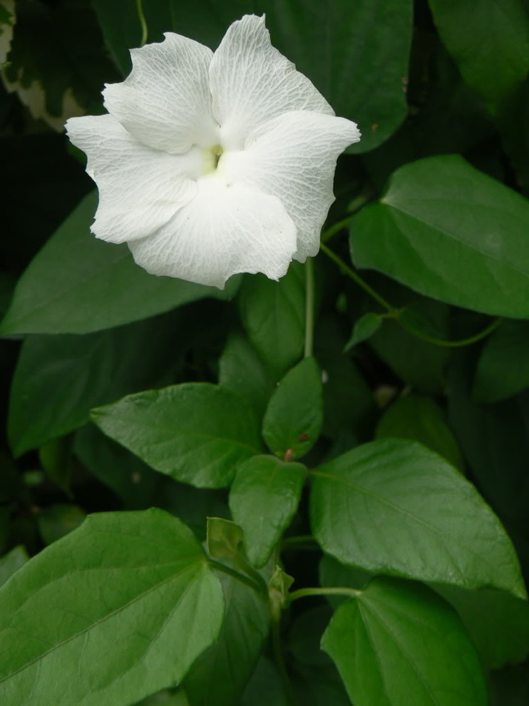 sky vine