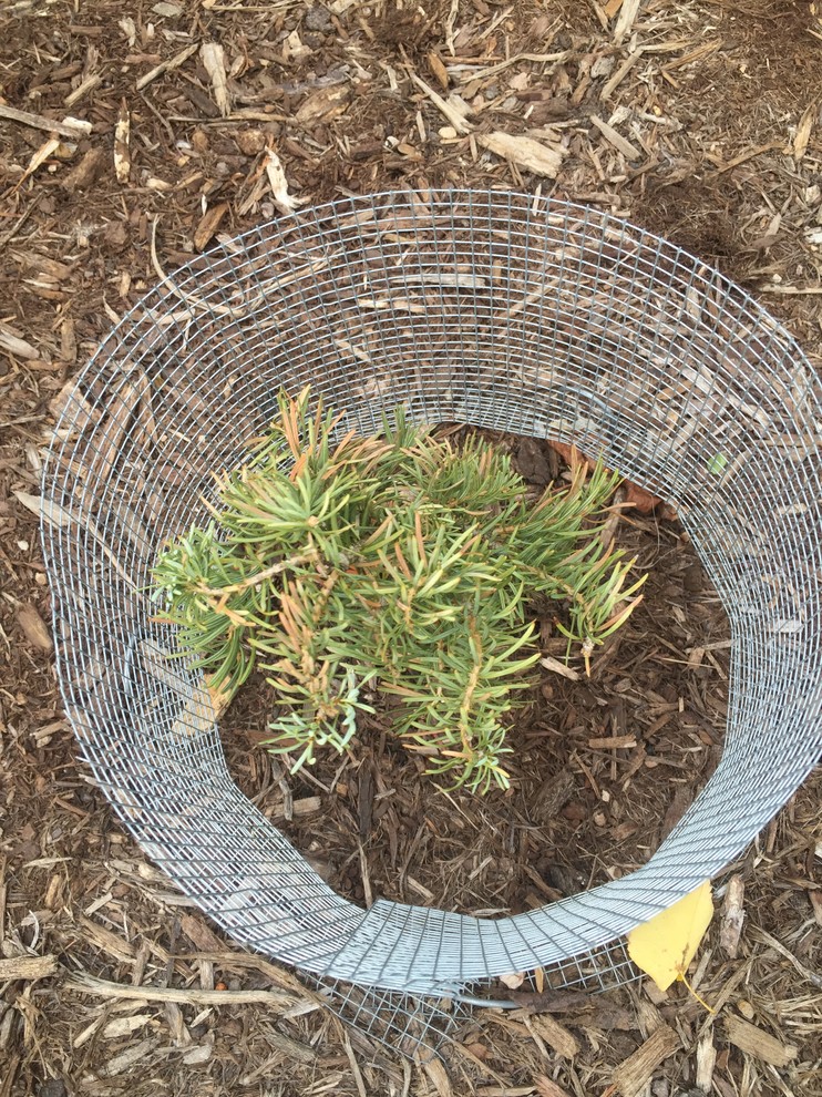 Heat stressed Abies concolor (archers dwarf)