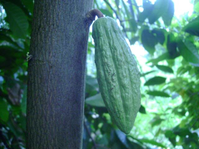 Is This Cacao Pod Forastero, Criollo or Trinitario?