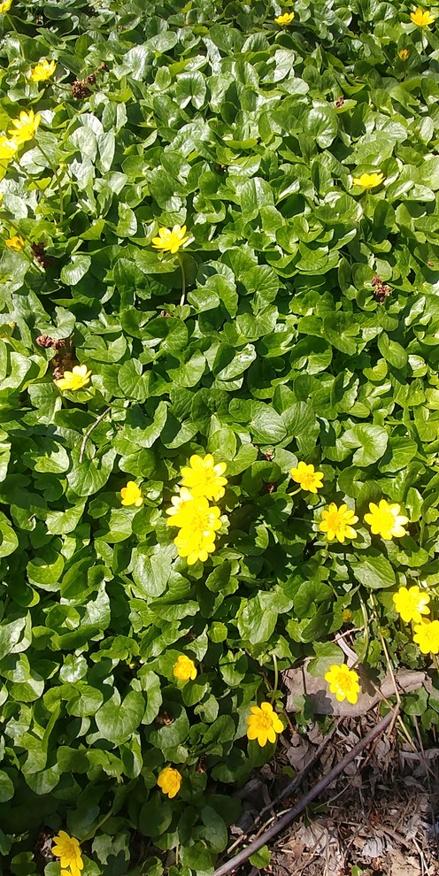Woodland plants identification.