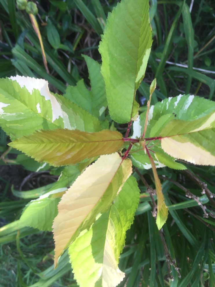 Cherry Rootstock Guide: Cherry Tree Rootstocks – MHTEQ