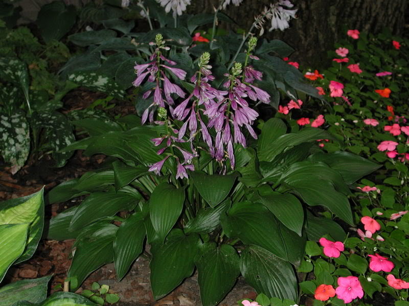 Temple Bells & chipmunk or mole damage