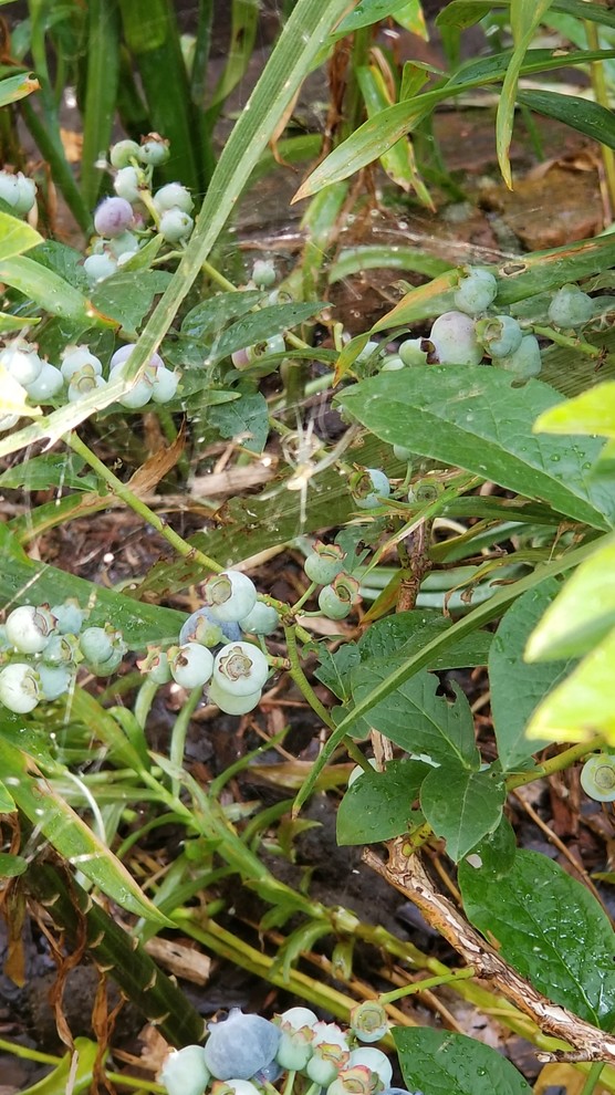 Along came a spider....to protect my blueberries