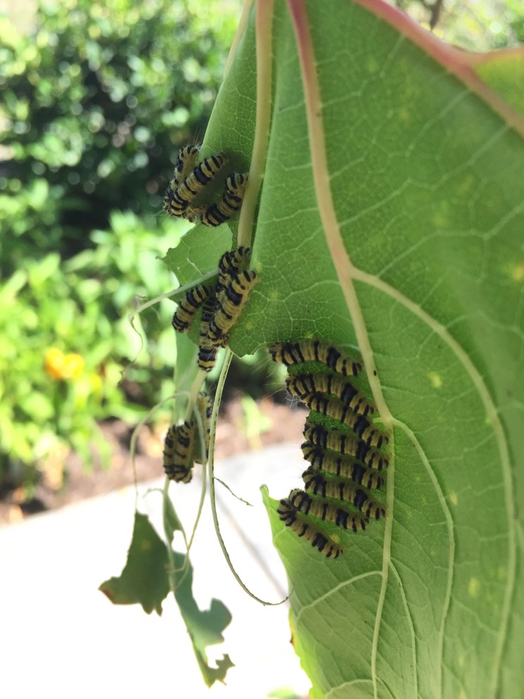 Western grape leaf skeletonizer