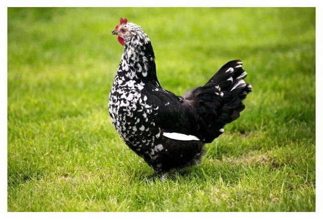 "Domestic Chicken, Gournay hen, Normandy, France" Paper Art, 50"x34 ...