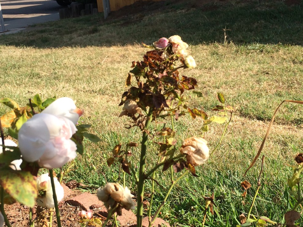 RoundUp damage! Do I cut it off?