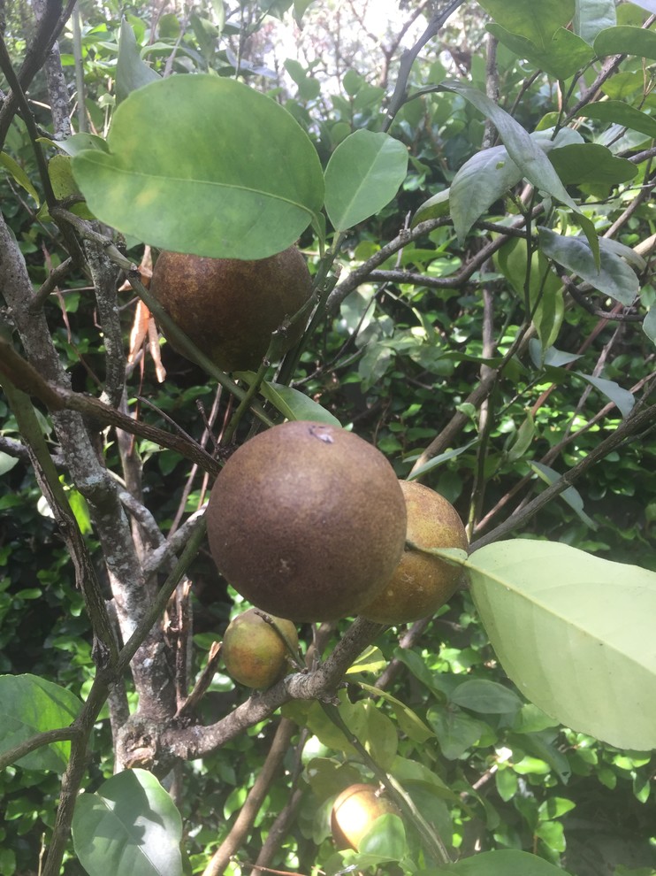 Moved into new home - identifying citrus tree disease?