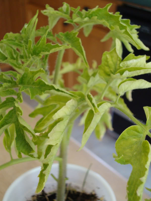 Tomato Troubles