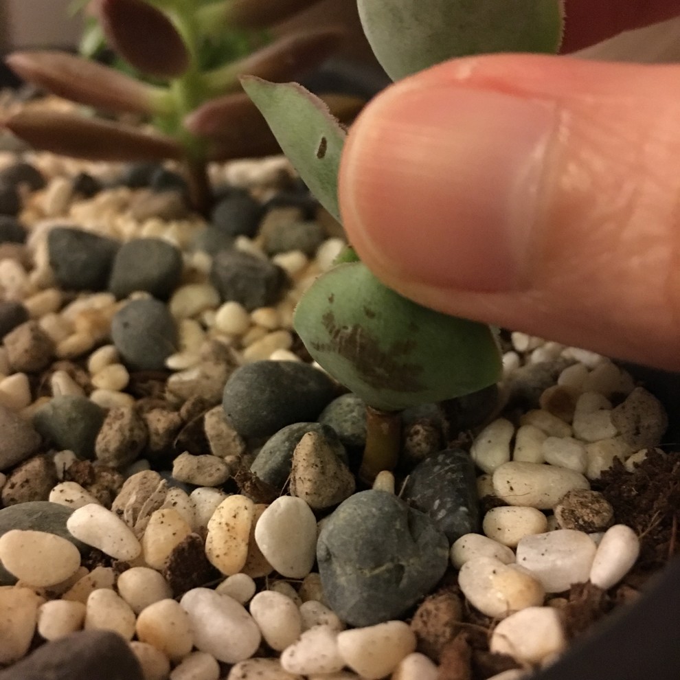 Help: is my succulent rotting?