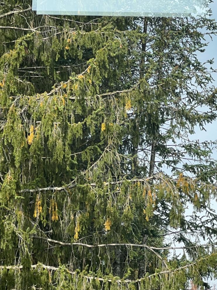 Yellowing of Norway Spruce