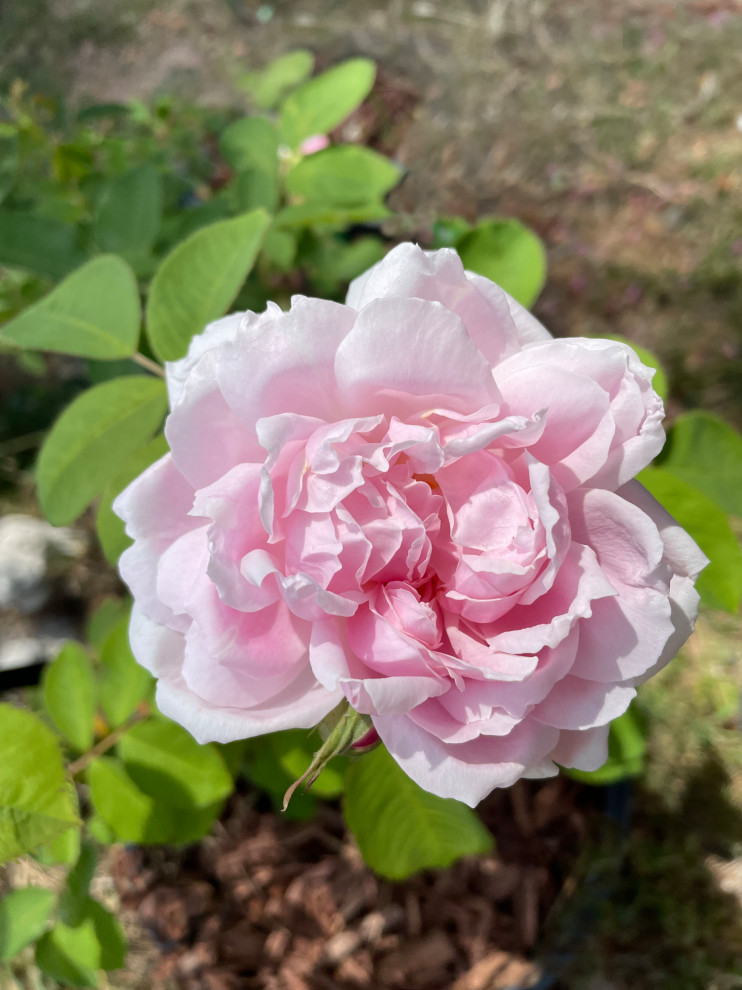 Have you met 'Tina Marie'???? | Houzz Forum