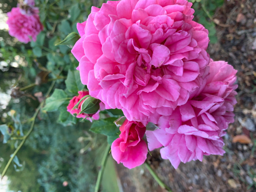 Roses that are blooming through the heat. | Houzz Forum