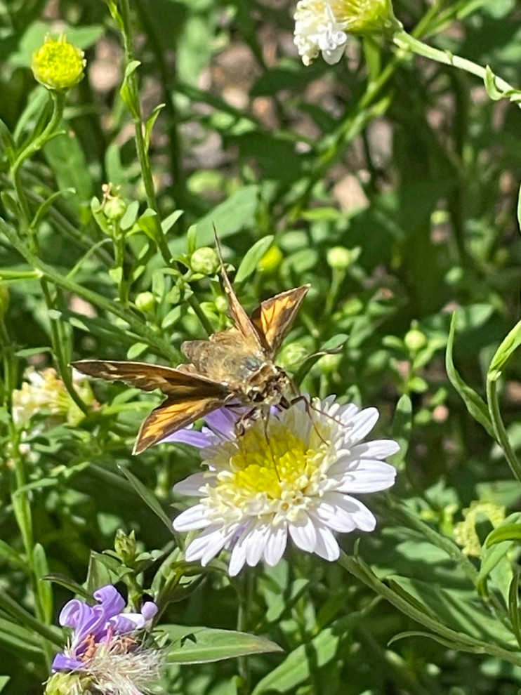 Pinch back Japanese Aster? | Houzz Forum