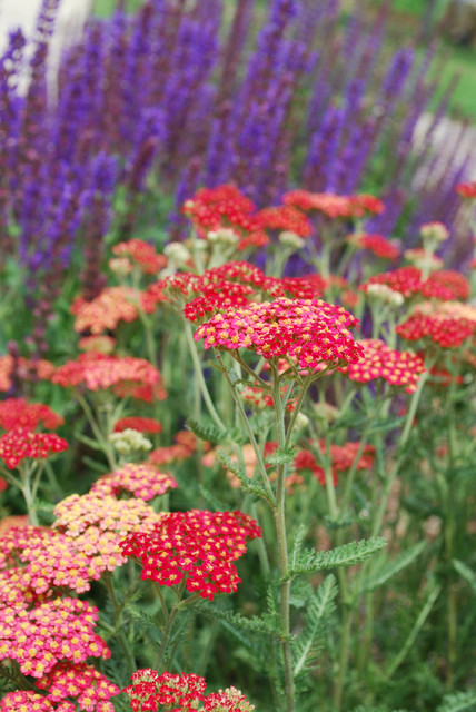 Texas Gardener's February Checklist