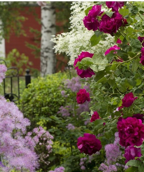 Is there a reblooming Rose like chianti