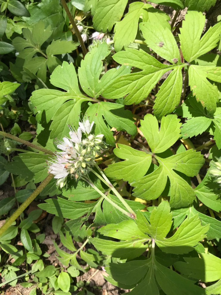 Plant IDs for neighbor’s yard | Houzz Forum