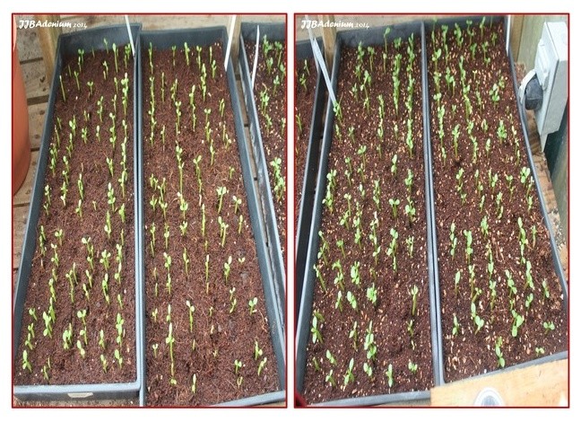 Albino Adenium Seedlings?