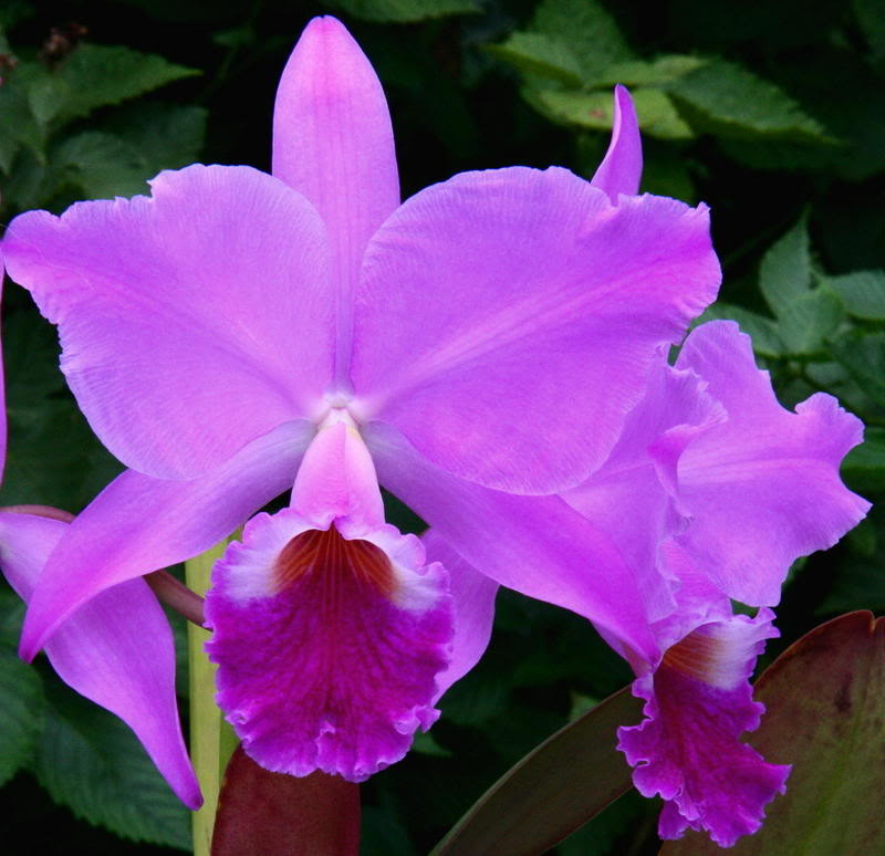 Cattleya labiata var . rubra