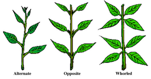 ELI5: Is the branching pattern of trees decided by genetics? : r ...