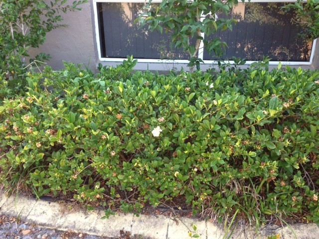 help to identify this shrub/plant/hedge