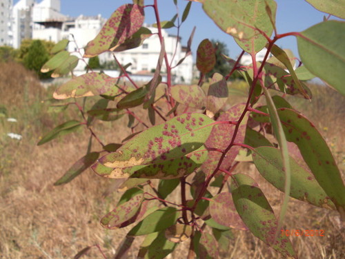 Eucalyptus red spots on the leaves