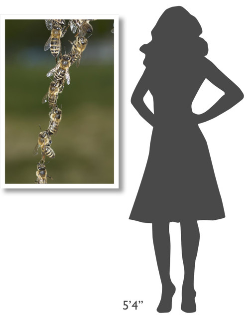 "Honey Bee chains made to repair honeycomb, Germany" Paper Art, 14"x20 ...