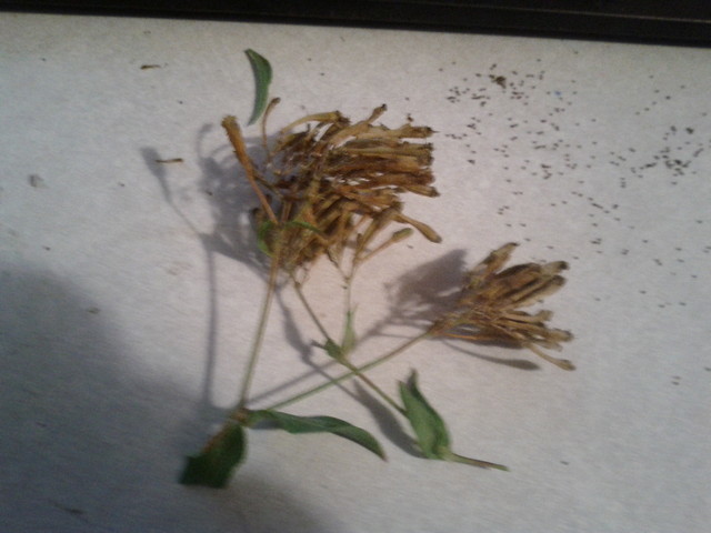 Seed head identification