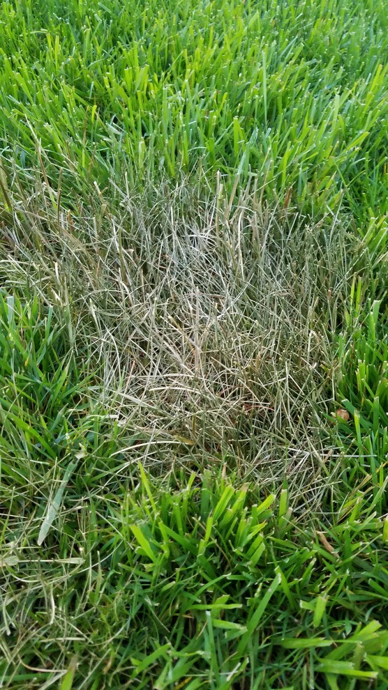 Diagnosing lawn disease