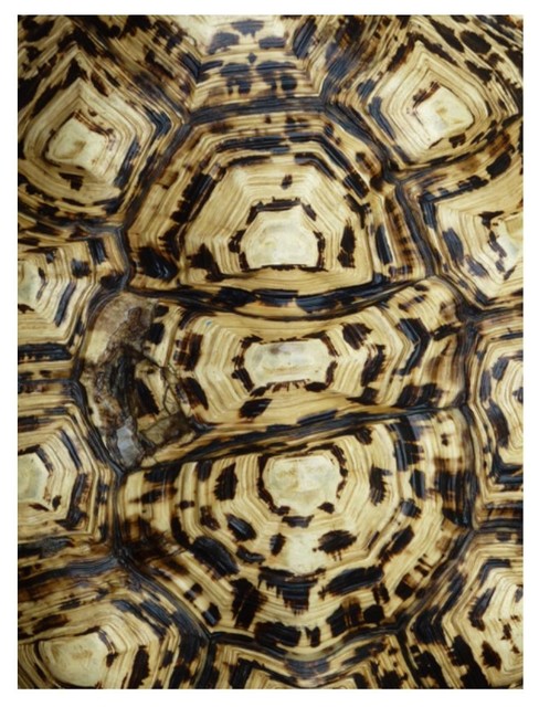 "Carapaced Motif V" Fine Art Piece, 30"x40" - Contemporary - Paintings ...