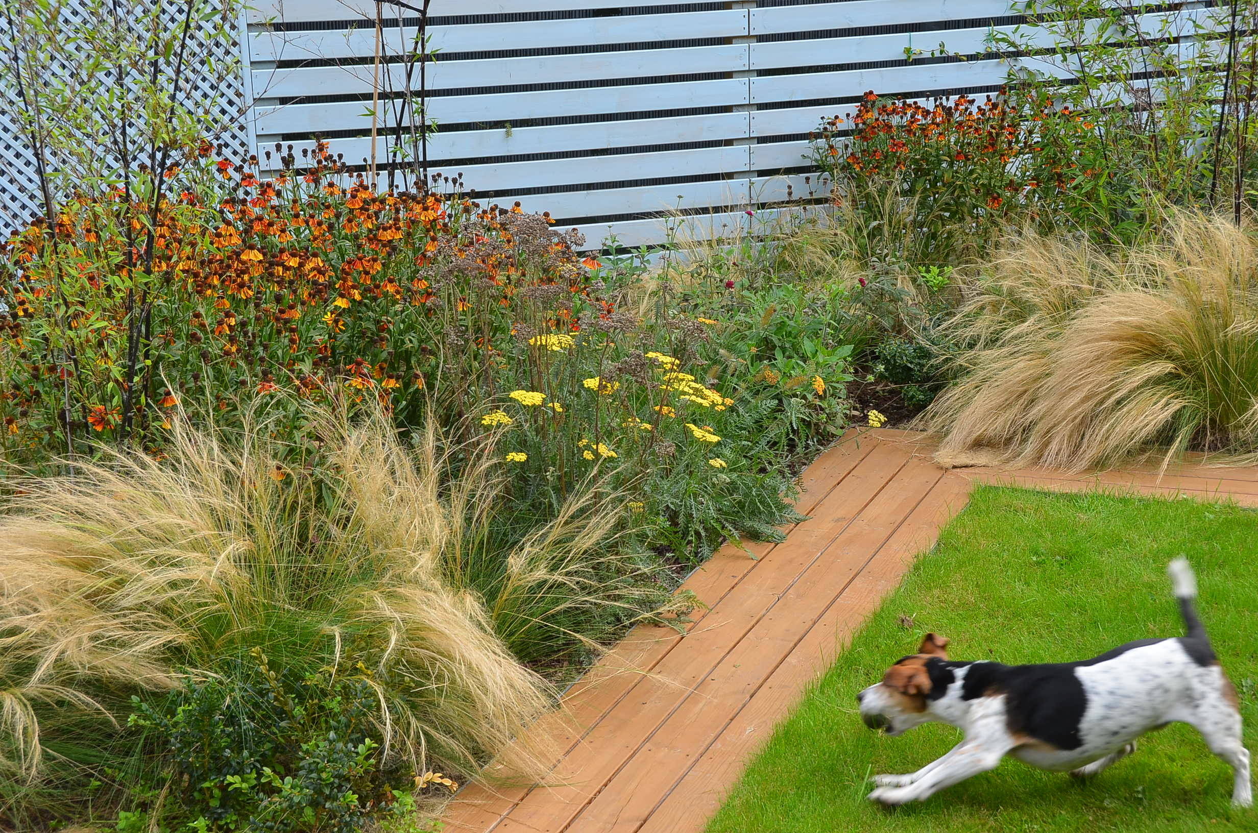 Dog Friendly Garden Design Ideas Dog Friendly Backyard Ideas On A