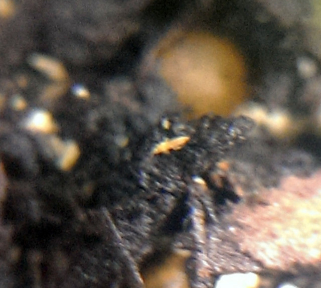 Small yellow bugs on surface of container soil.