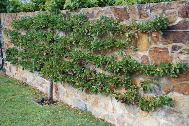 How to Espalier Fruit Trees: A Step-by-Step Guide | Houzz AU