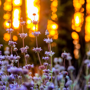 APRIL OWENS DESIGN, LLC - CALIFORNIA LANDSCAPES - Project Photos ...