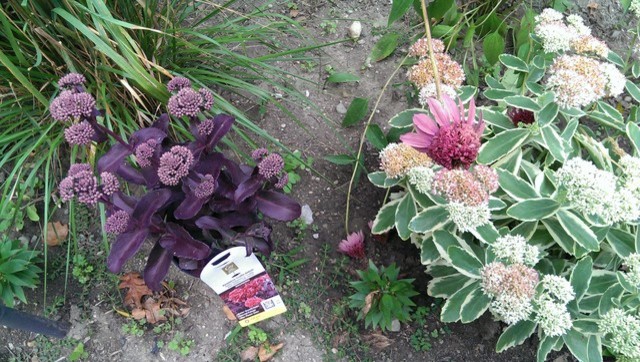 Sedum Raspberry Truffle