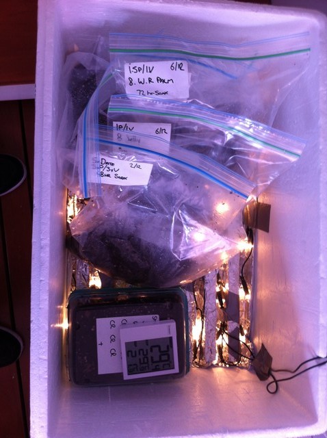 Homemade Seed Germination setup
