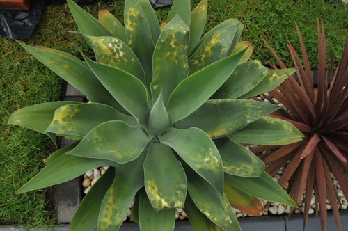 Need you advise on agave disease