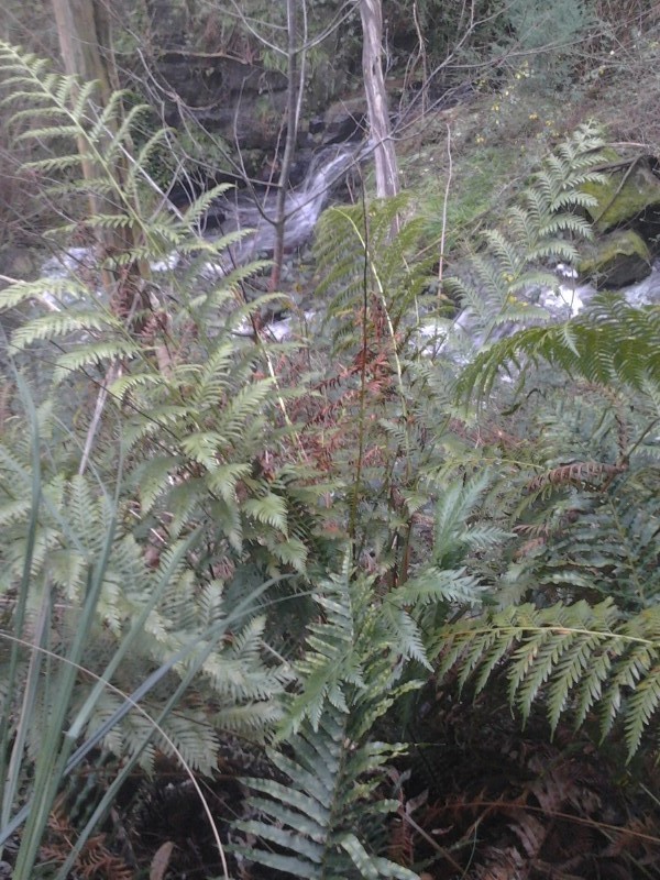 King Fern Todea barbara relic population in South Australia