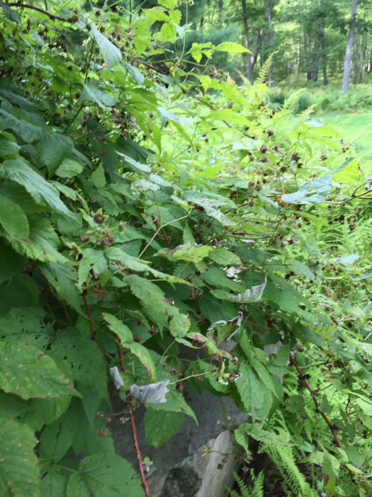 Why did raspberry buds dry out?