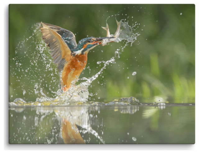 Flying Common Kingfisher Bird - Fish Animal Wildlife Photo Canvas Wall ...