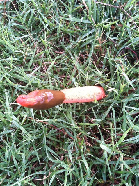 Yucky Weed in my front yard