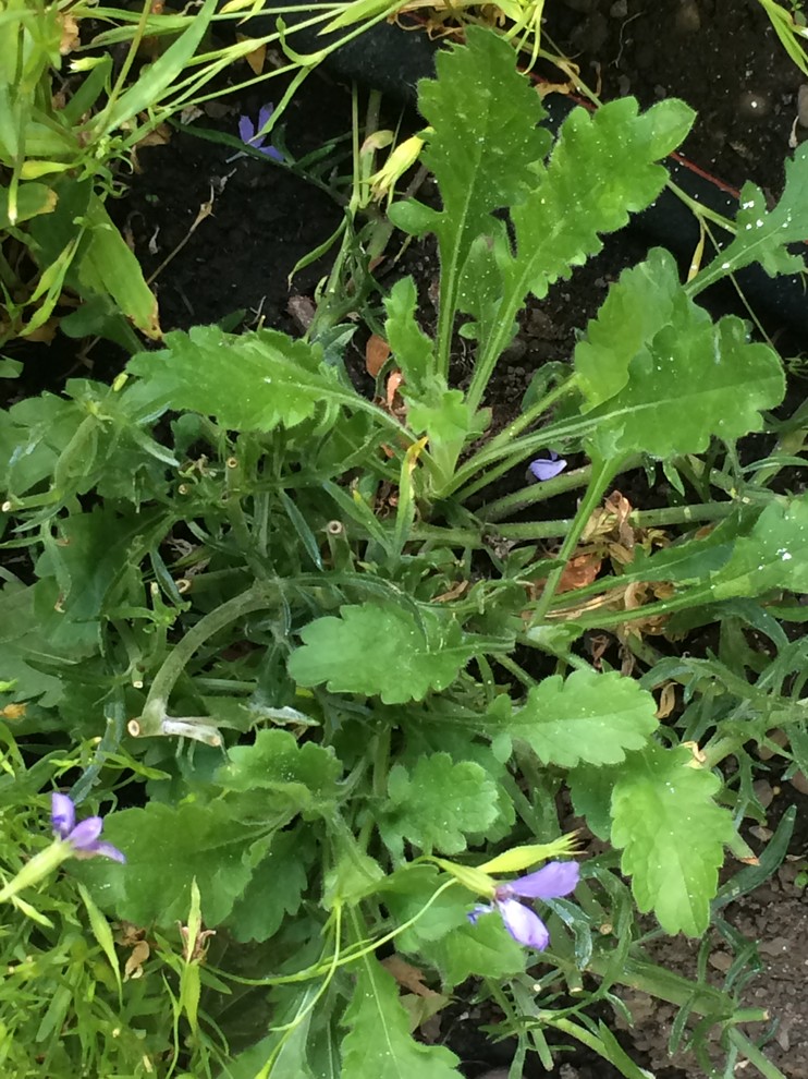 This scallop edged plant growing among my perennials....