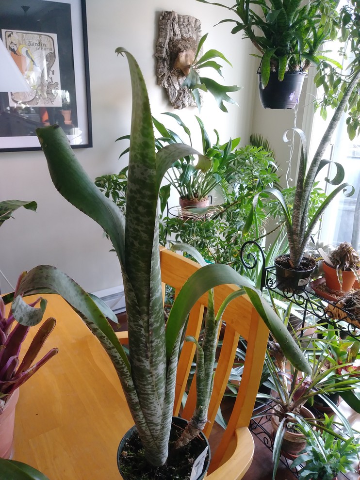 Quesnelia 'Tim Plowman'