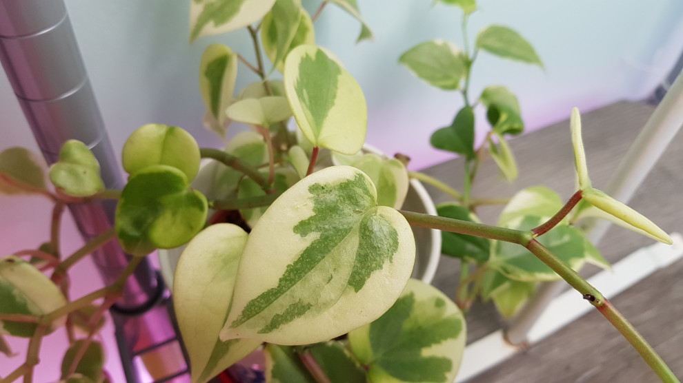 Can you identify this houseplant for me please. | Houzz Forum
