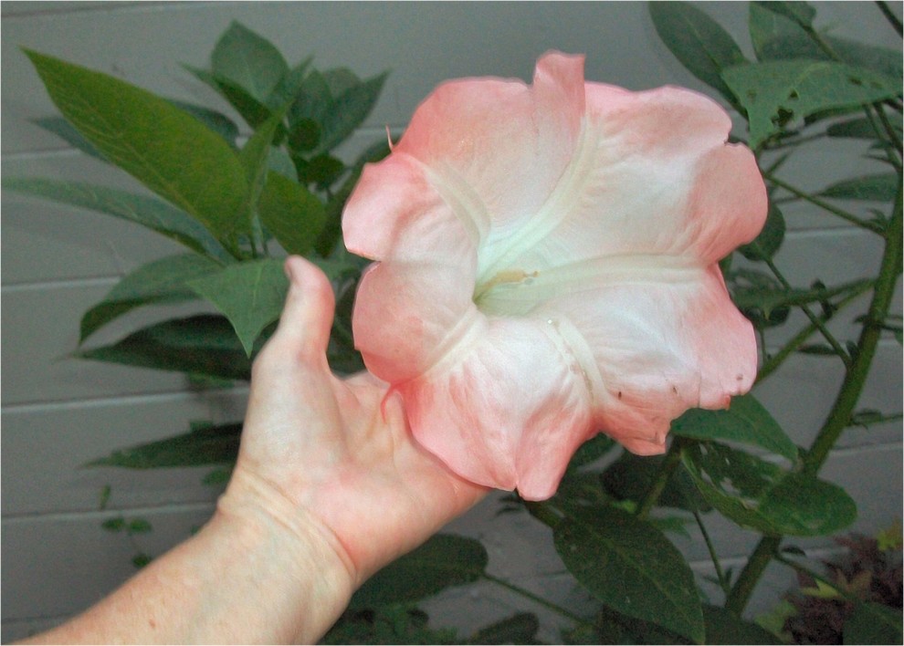Brugmansia bloom (angel trumpet)