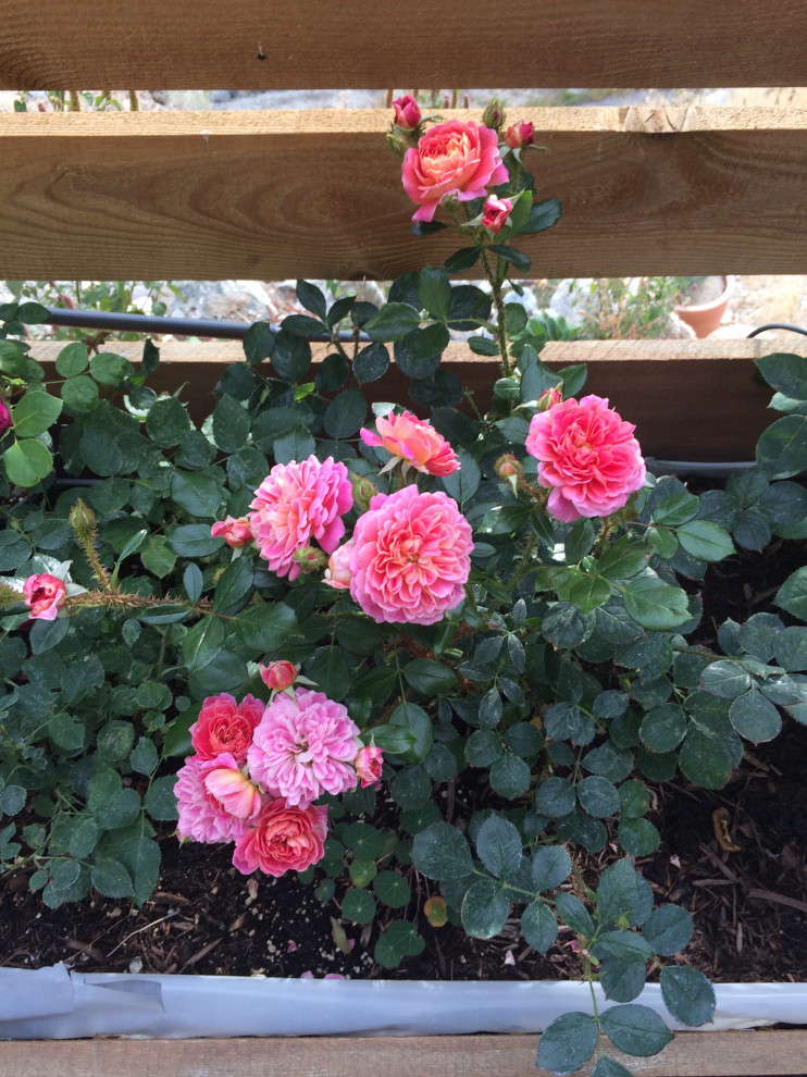 Treasure Trail - Paul Barden, 2002 | Houzz Forum