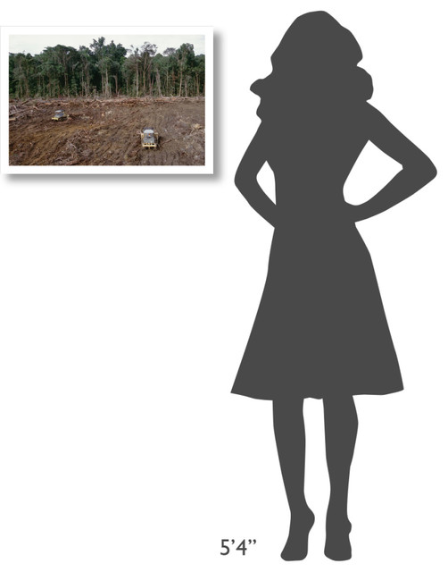 "Clearing tropical rainforest, Lake Kutubu, Papua New Guinea" Paper Art ...